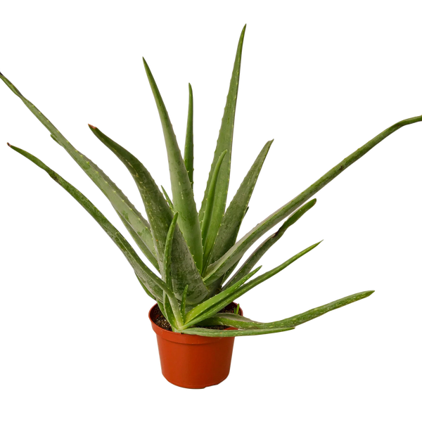 Aloe Vera – Wild Groves