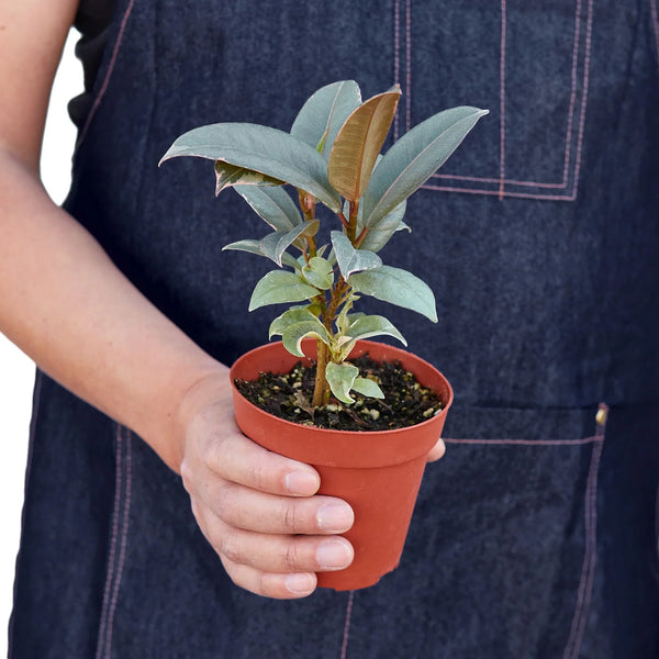 Ficus Elastica 'Tineke' – Wild Groves