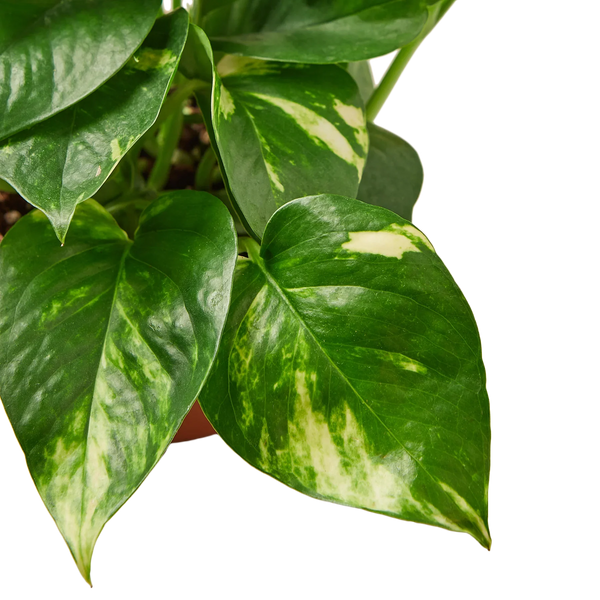 Pothos 'Golden' – Wild Groves
