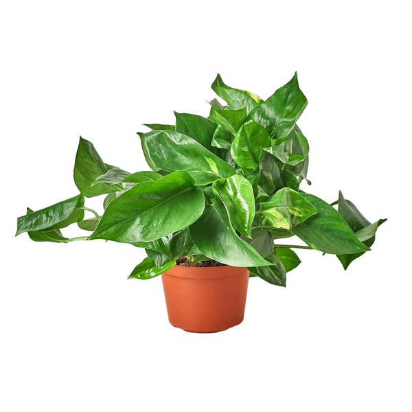 Pothos 'Golden' – Wild Groves