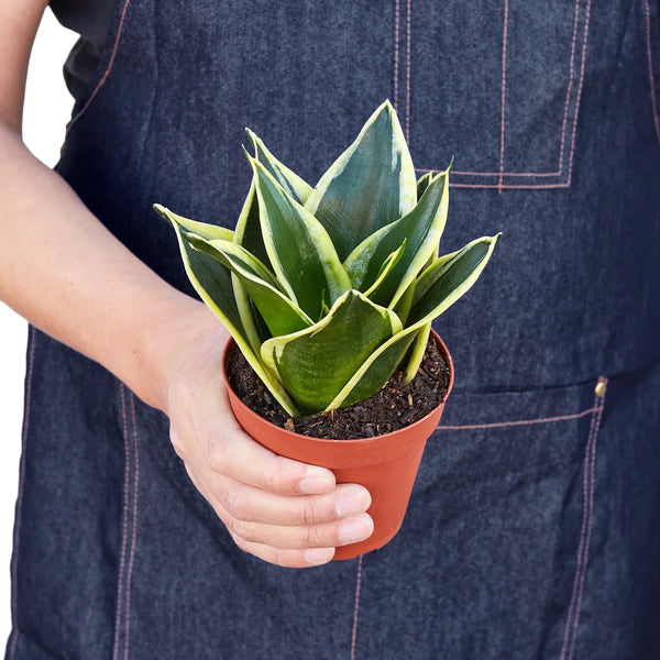 Snake Plant Black Gold – Wild Groves