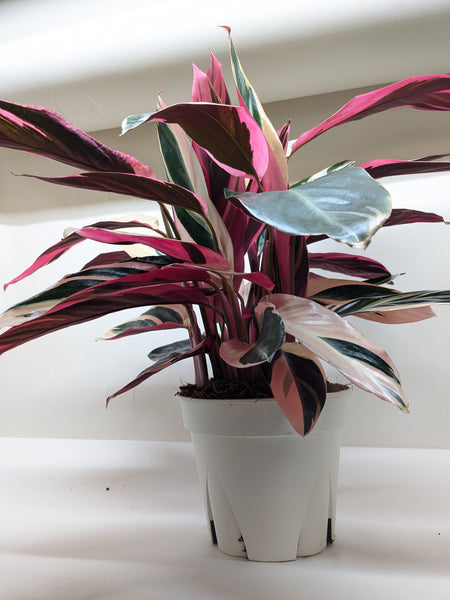 Stromanthe Triostar – Wild Groves
